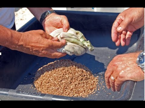 Growing Clam Seed - YouTube
