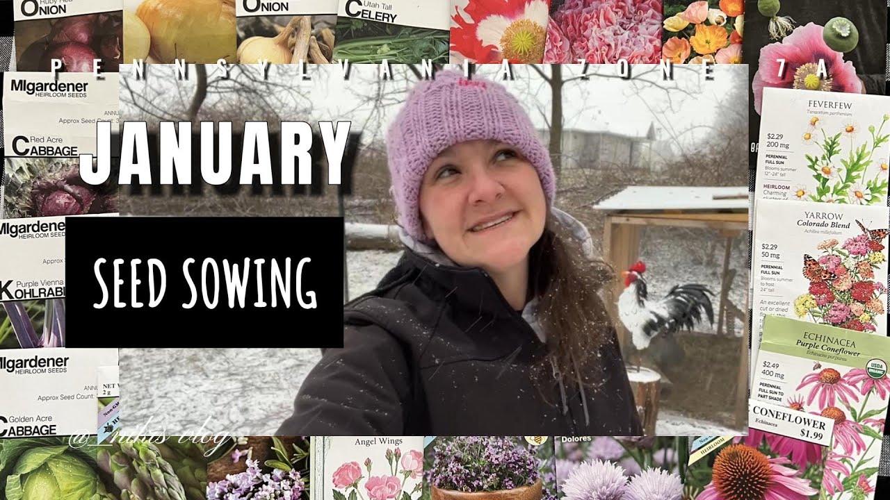 Seed Sowing in January and Onion Seed Viability #gardening #seeds # ...