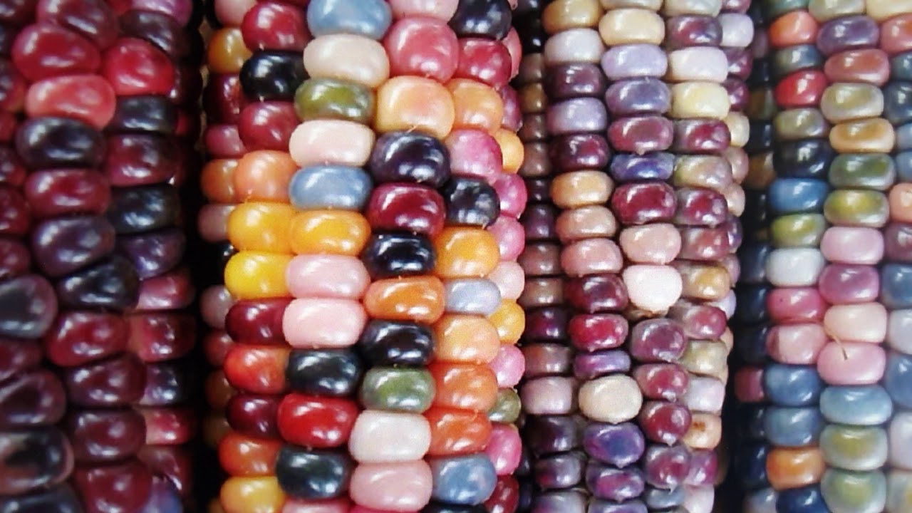 Glass Gem Sweetcorn Plants - YouTube
