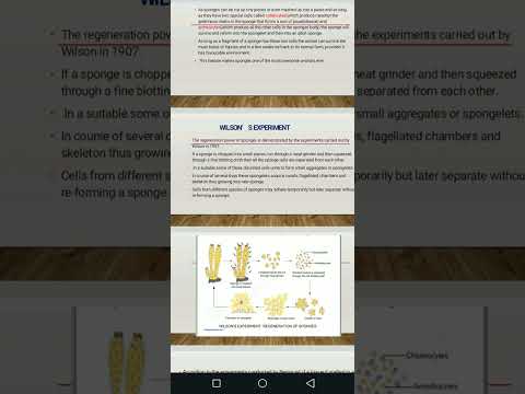 Regeneration in sponges (porifera) - YouTube