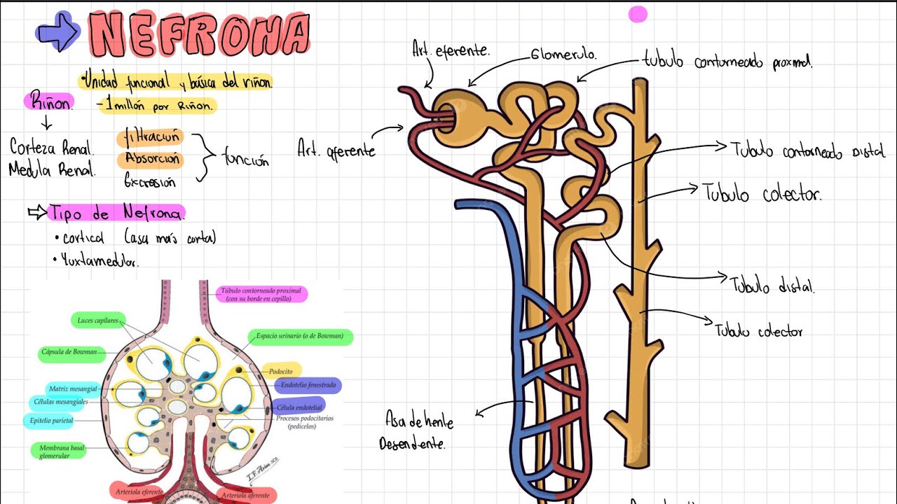Anatomía de la Nefrona // Nefrologia // Partes del Riñon // Anatomía ...