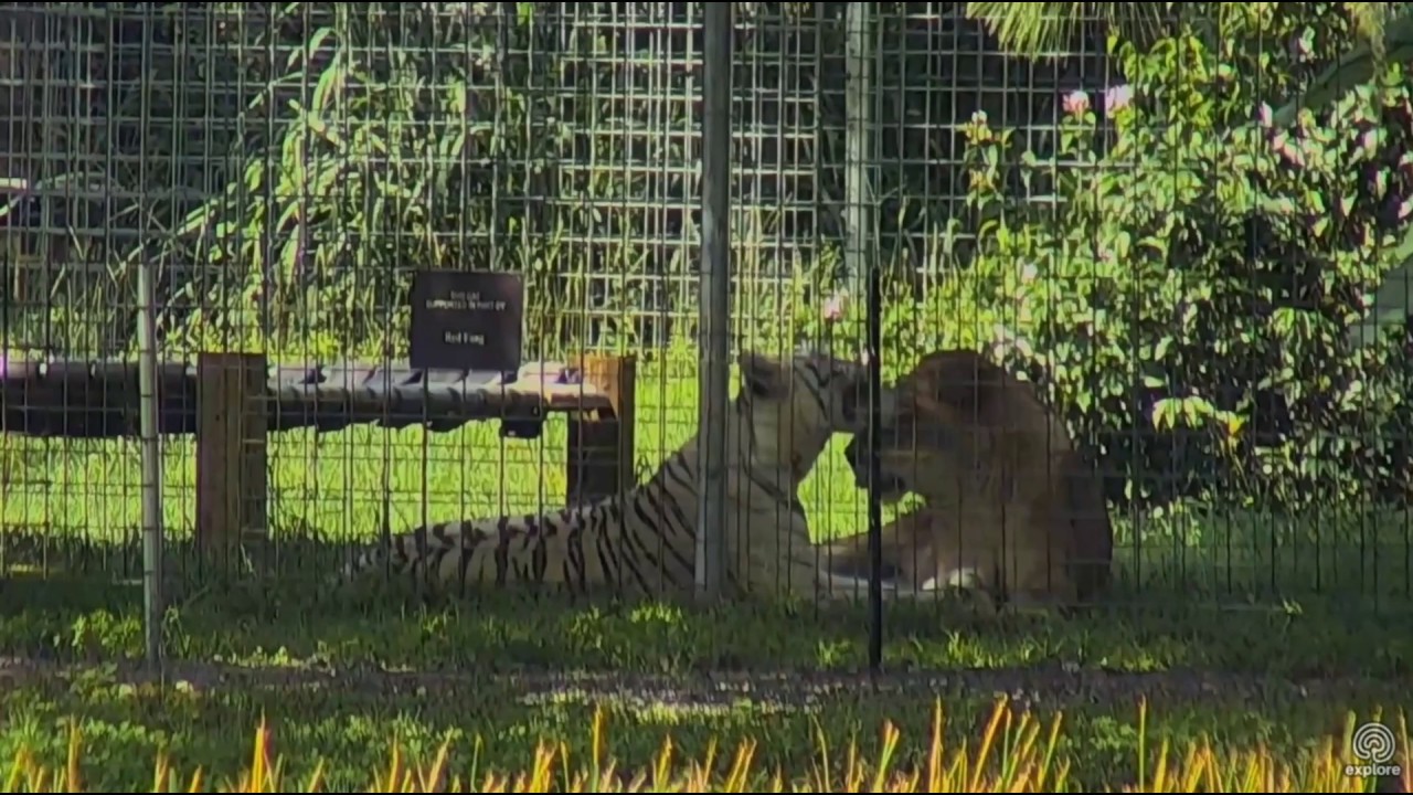 Cameron Lion and Zabu White Tiger taken from Big Cat Rescue explore ...