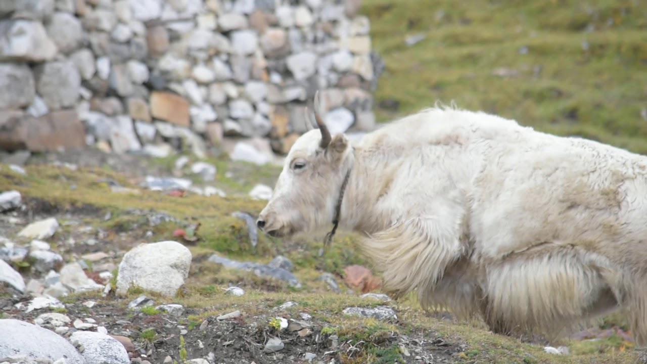 Yak Feeding in High Himalaya - YouTube