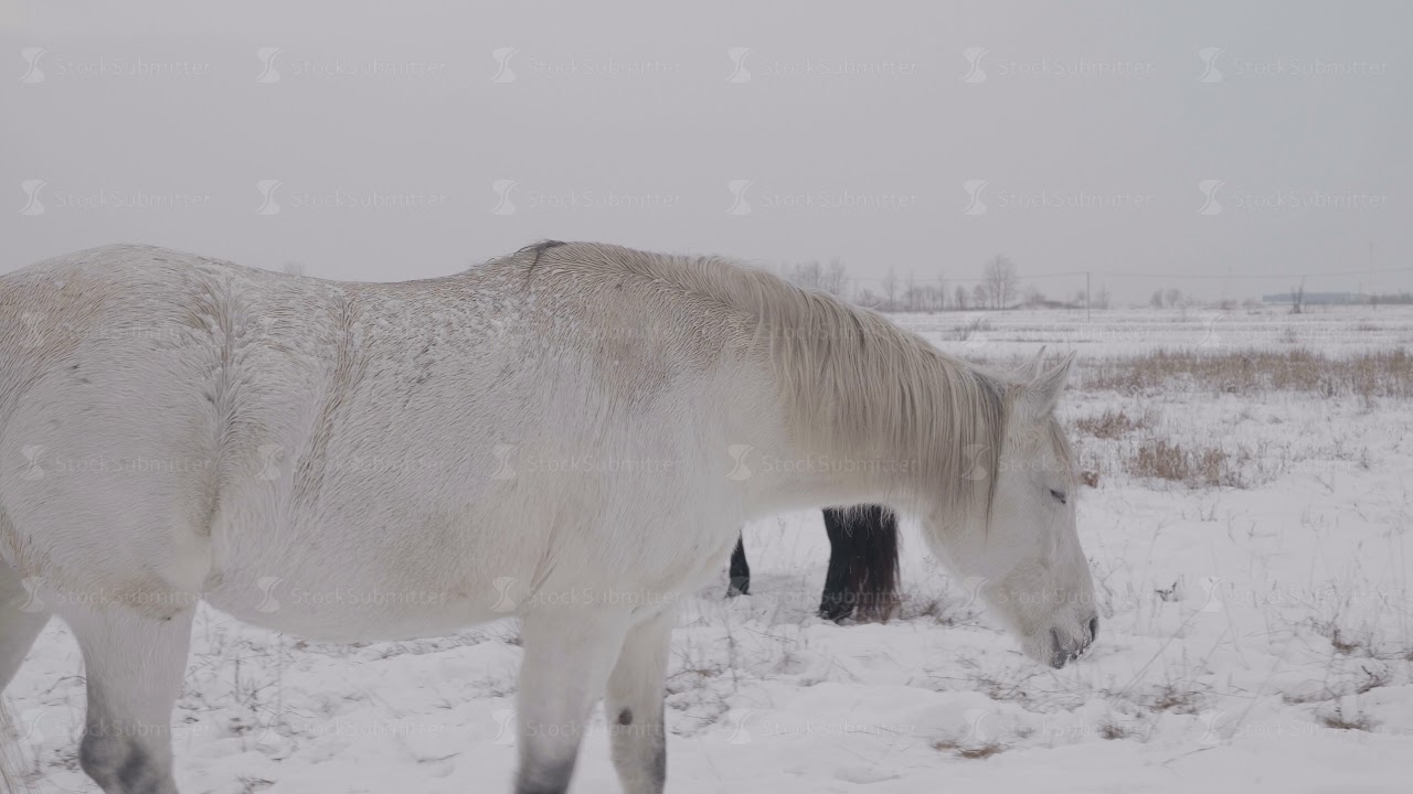 White horse stands in a snowy winter field - YouTube