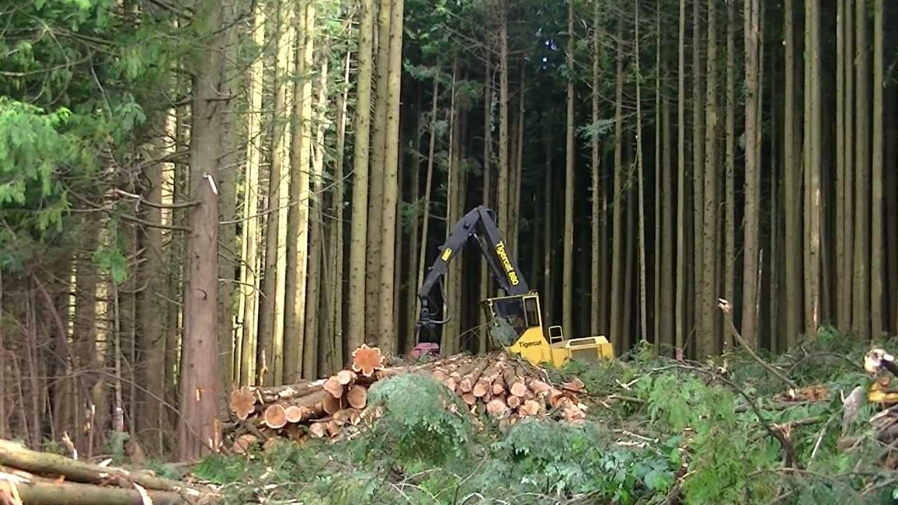 Tigercat 880 processor - YouTube