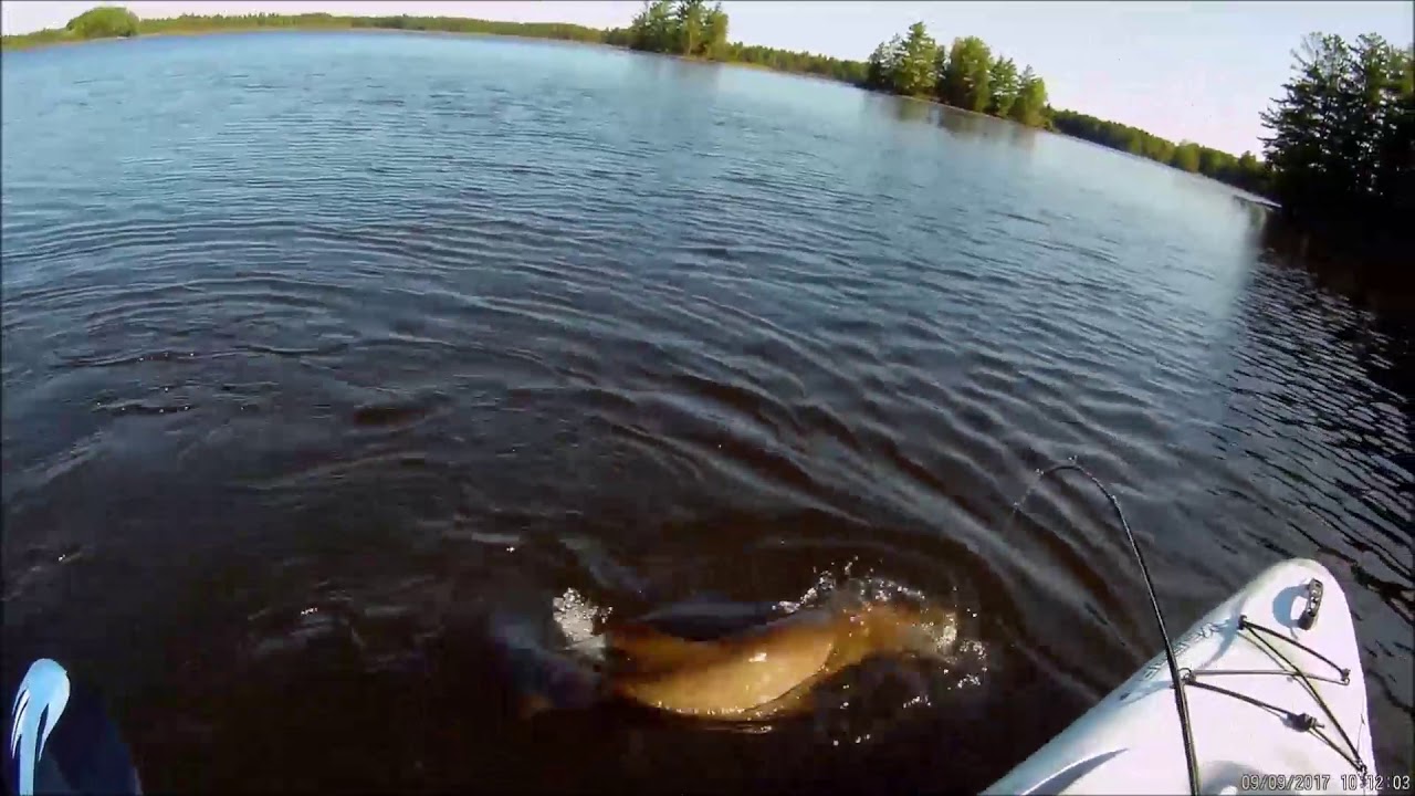 Big Musky on Trude Lake 9-9-2017 - YouTube