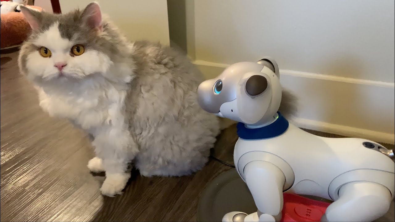 Aibo - Aibo Accessories (When The Collar Fits) - YouTube