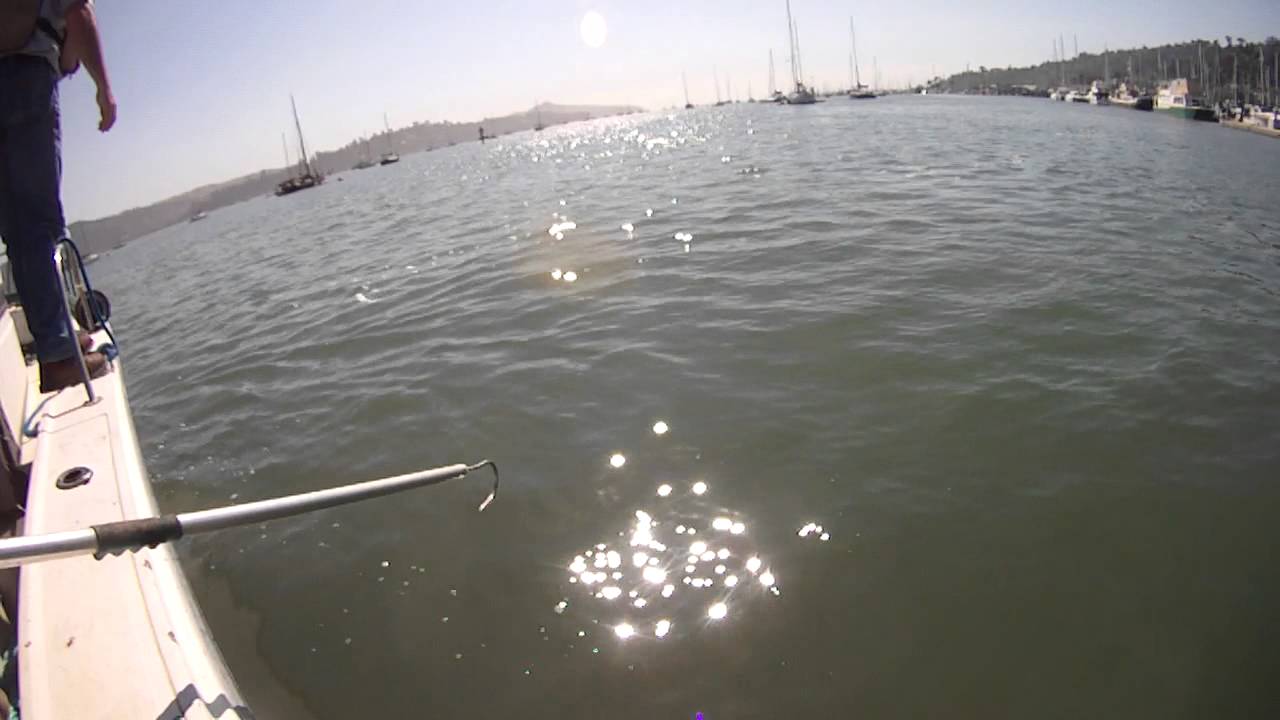 Basking Sunfish sighted in Richardson Bay Part 1 of 2 - YouTube