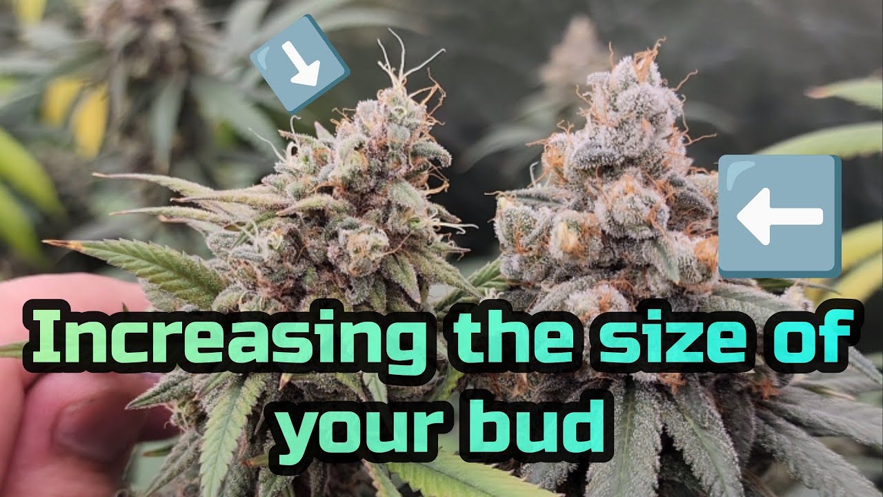 Increasing the Size and quality of your Buds tip of the week , Grown ...