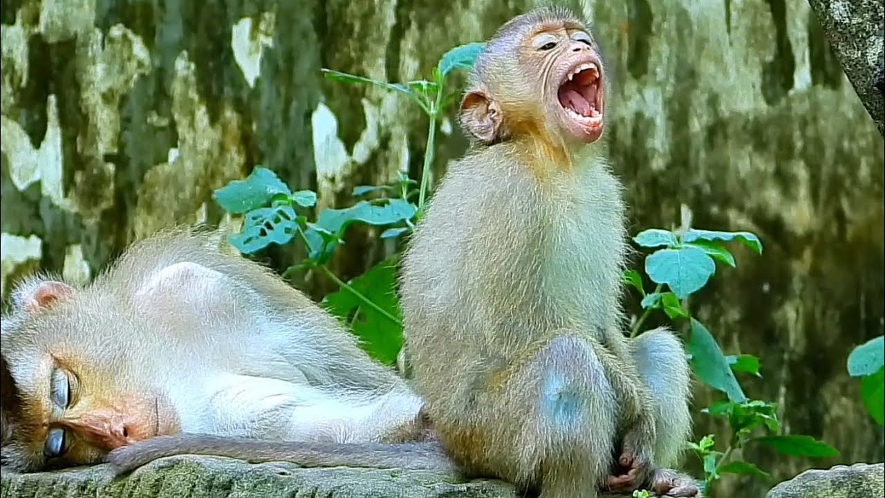 Why did big baby monkey Rainbow open big mouth/ so sleepy mommy monkey ...