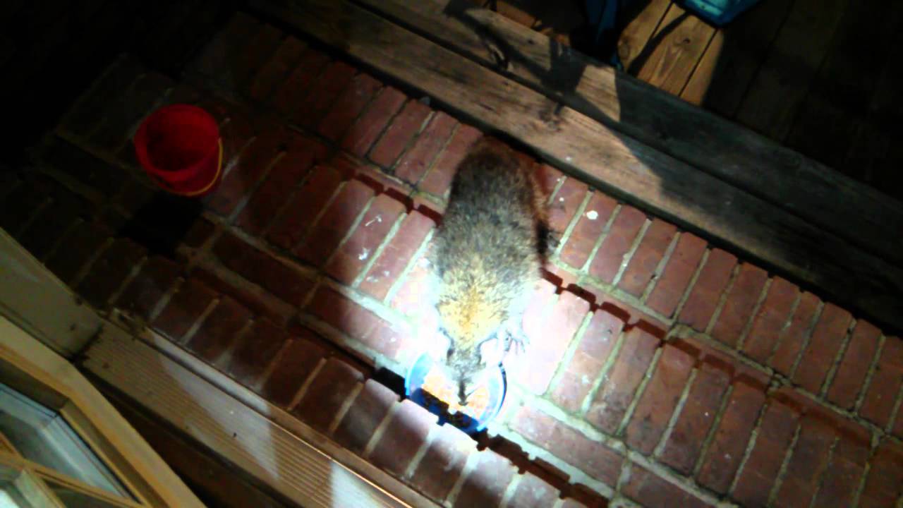 Ranger Rick the raccoon paid us a visit! - YouTube