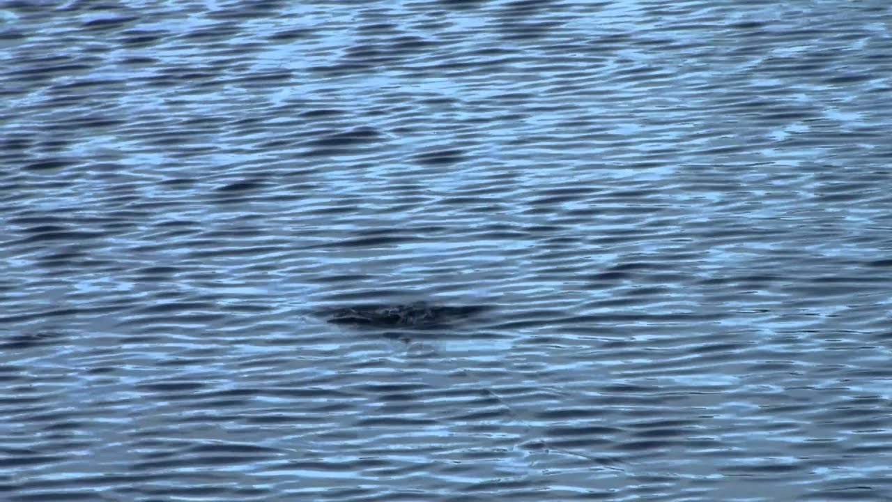 Torben fisker ørret med tørrflue - YouTube