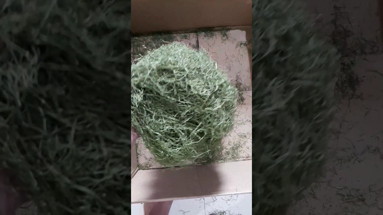 SMOKING Aceh. Sigarte. Kretek - YouTube