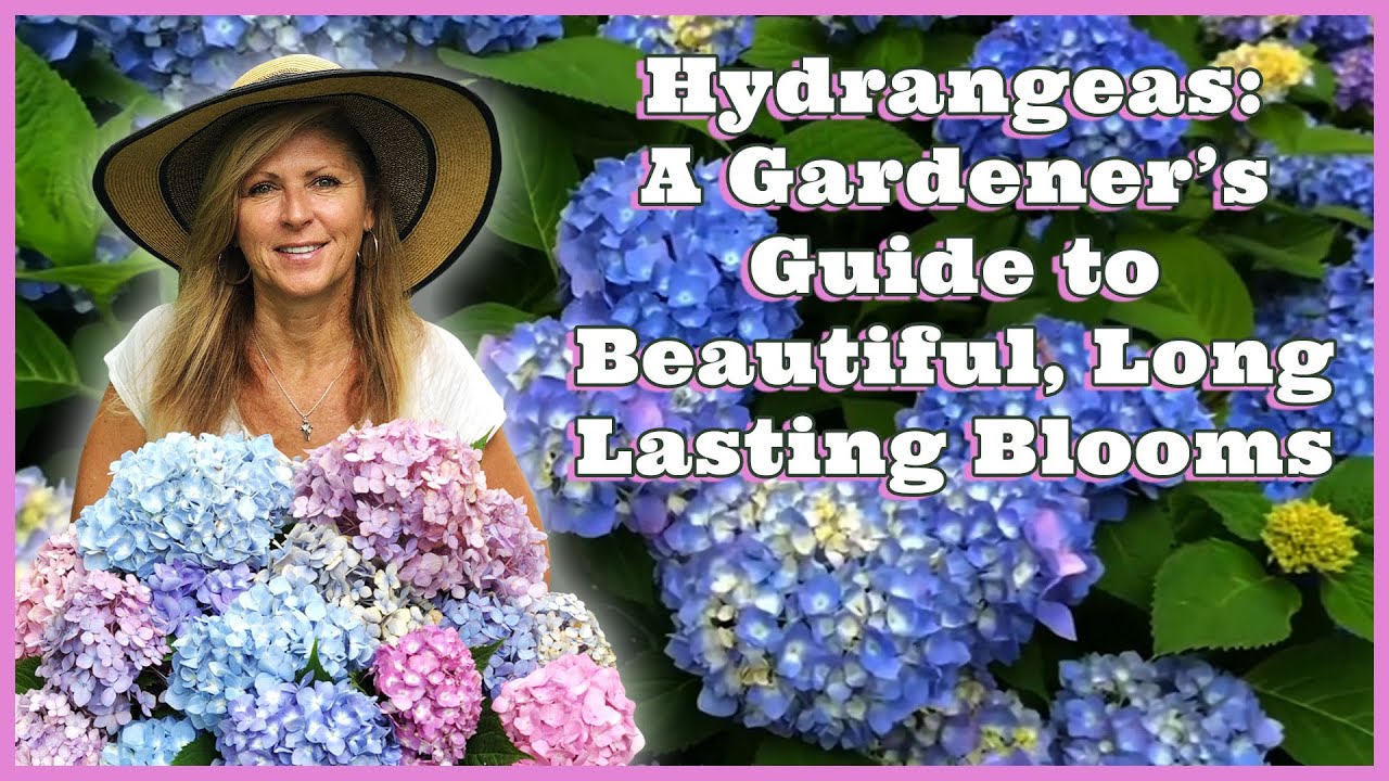Hydrangeas : A Gardener’s Guide to Beautiful Long Lasting Blooms ...