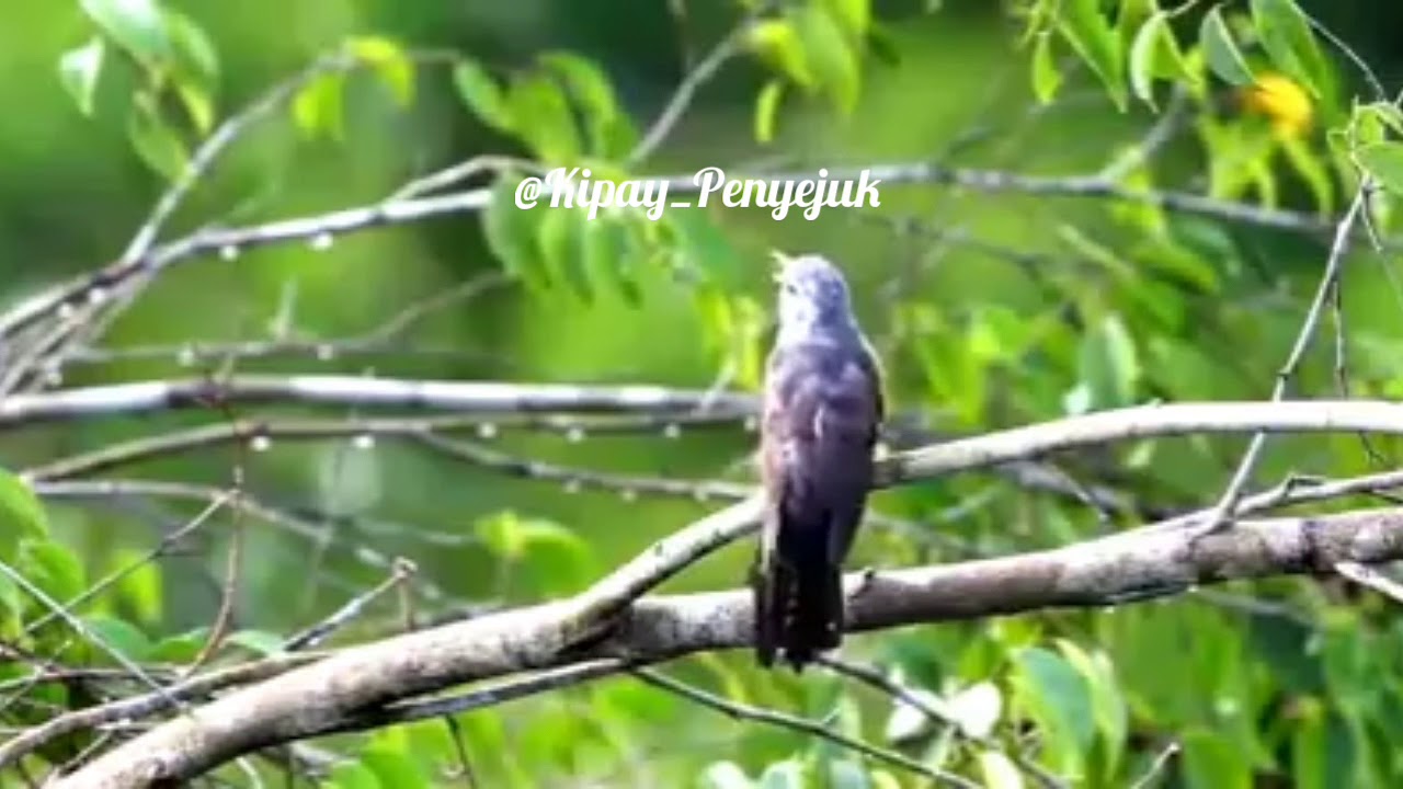 Burung Tutit tutit Menyeramkan Saat Berkicau - YouTube