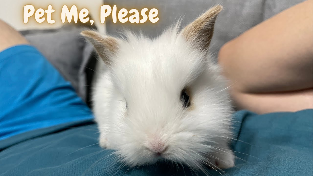 Painless Way To Pet Your Rabbit - YouTube