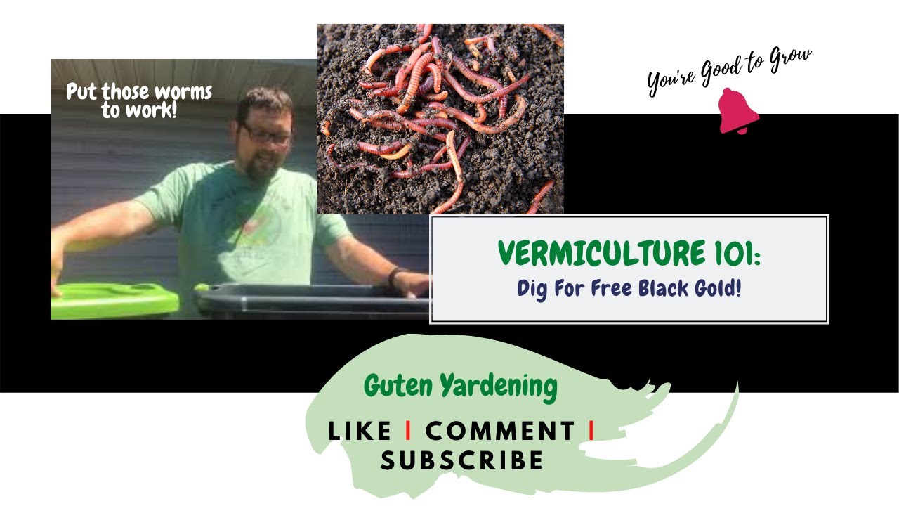 Vermiculture 101 - Easy DIY Red Wigglers Worm Farm | Dig for free black ...