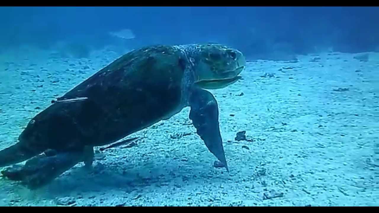 Loggerhead Turtle, Tobacco Caye, Belize - YouTube