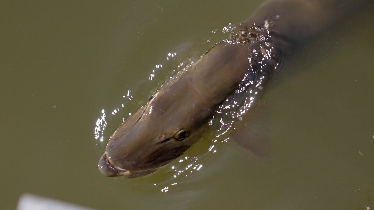 Muskies Jumping At Wingra Dam Madison Wisconsin 2025! - YouTube