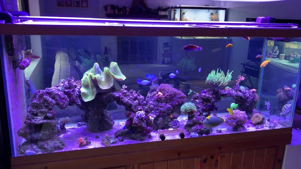 Reef Brite 50/50 lumi lite led review - YouTube