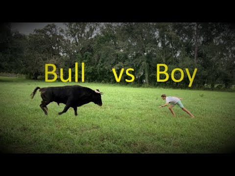 Boy vs Bull - YouTube