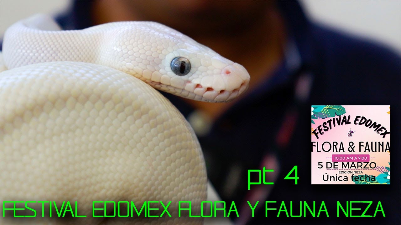 FESTIVAL EDOMEX FLORA Y FAUNA NEZA pt 4 | REPTAX TOLEDO | PETMALL ...