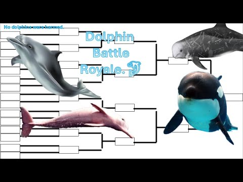 Dolphin Battle Royale🐬 - YouTube