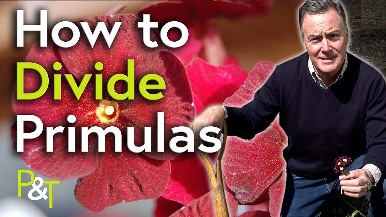 How to Divide Primulas - Pots & Trowels - YouTube