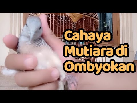 Perkutut Rupo Cahyo di Ombyokan Terlihat Sangat Beda Sendiri, Bagaikan ...