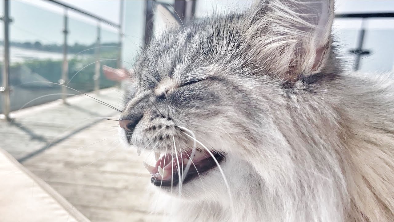 My cat sees a bird ECK ECK ECK - YouTube