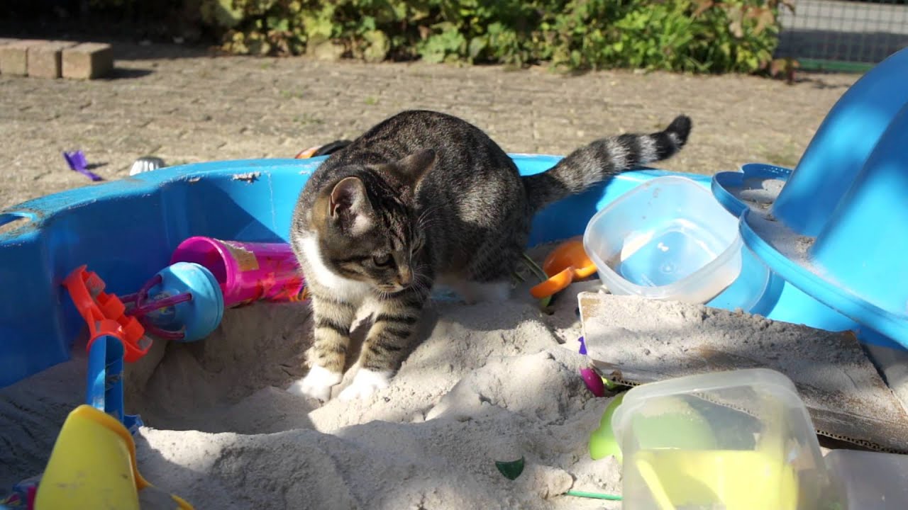 Katze spielt im Sandkasten Cat in Sandbox FUNNY - YouTube