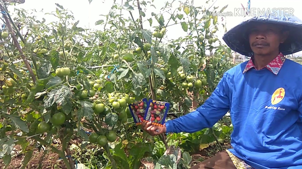 Budidaya Tomat GALLANT F1 Cap RUSA di Curup Bengkulu - YouTube