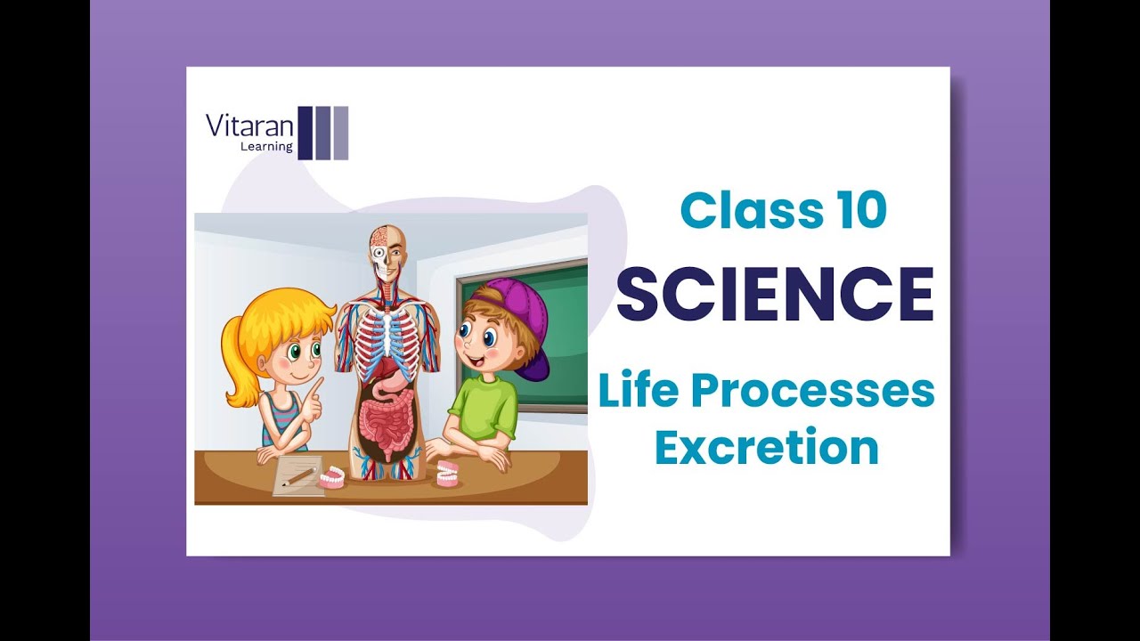 Class 10. Science Life Processes Excretion V - YouTube