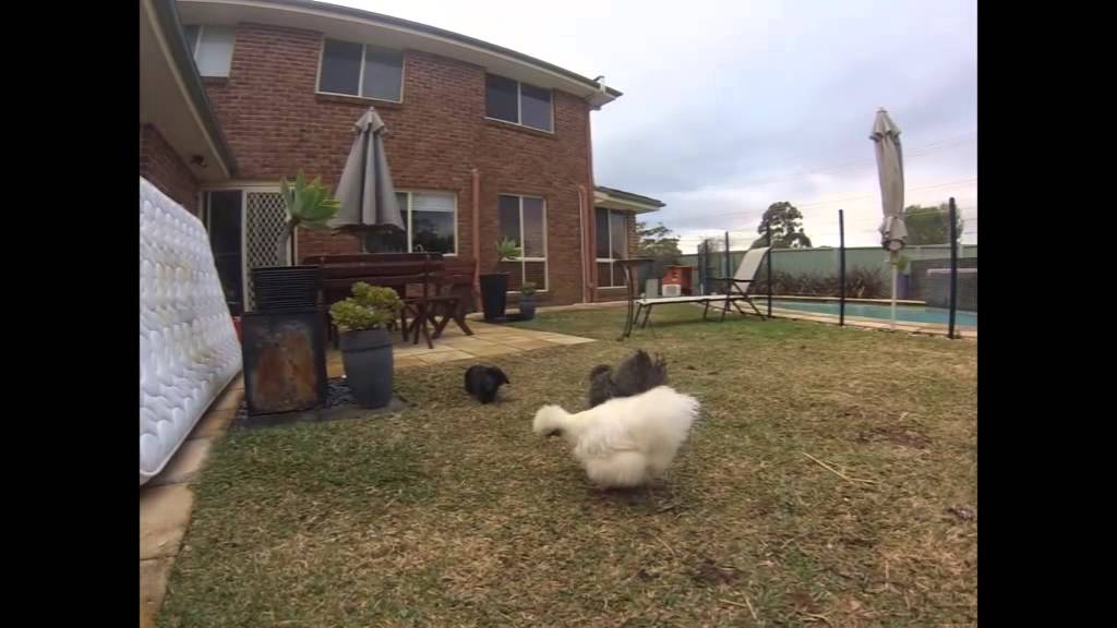 Chicken V Rabbit - YouTube