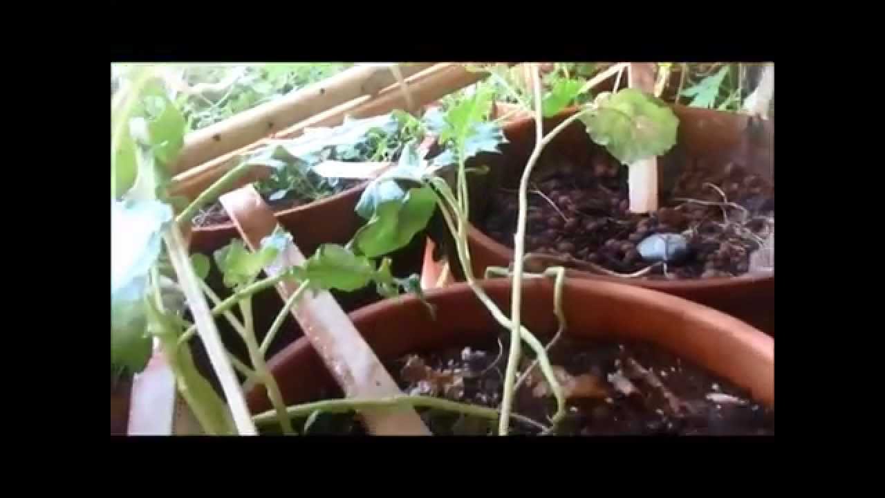 outdoor natural hydroponic bamboo drip system - YouTube