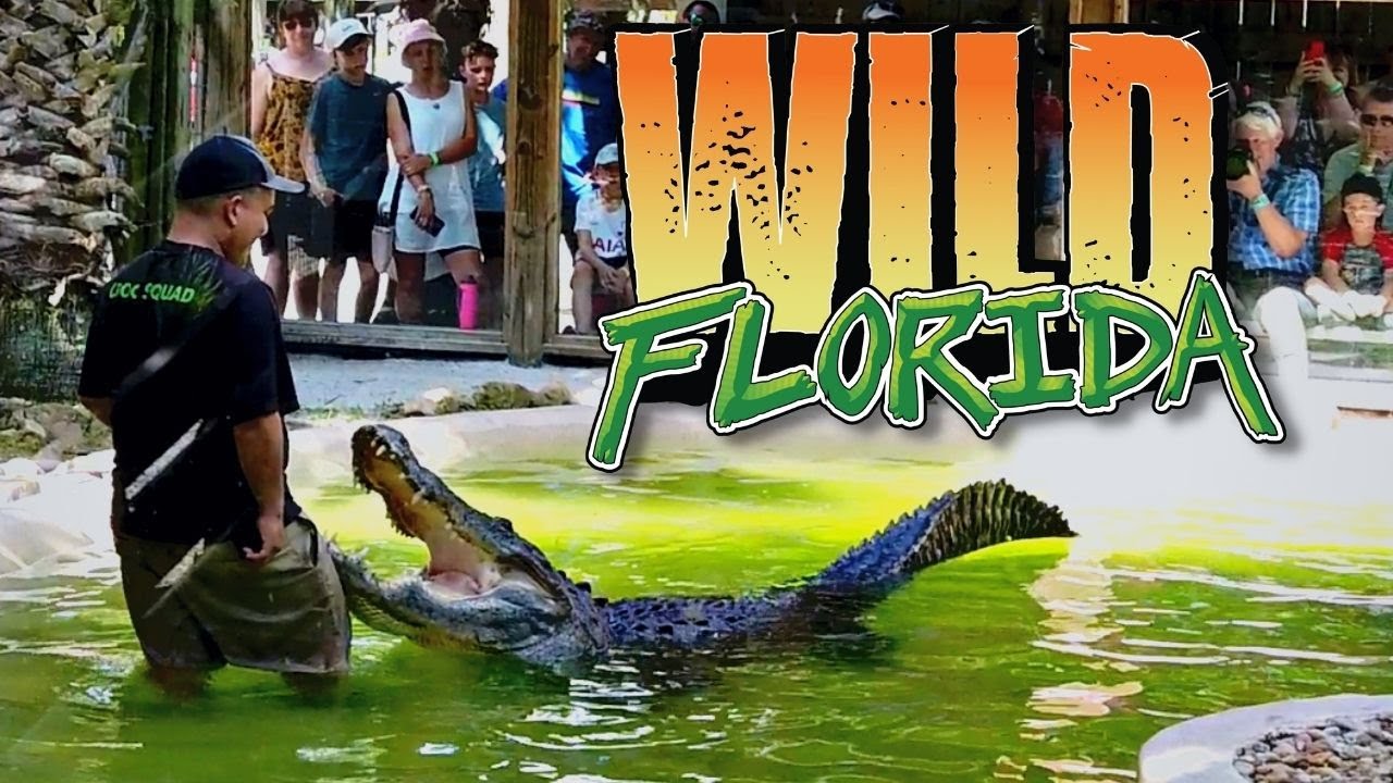 Explore What Wild Florida Has to Offer! - YouTube