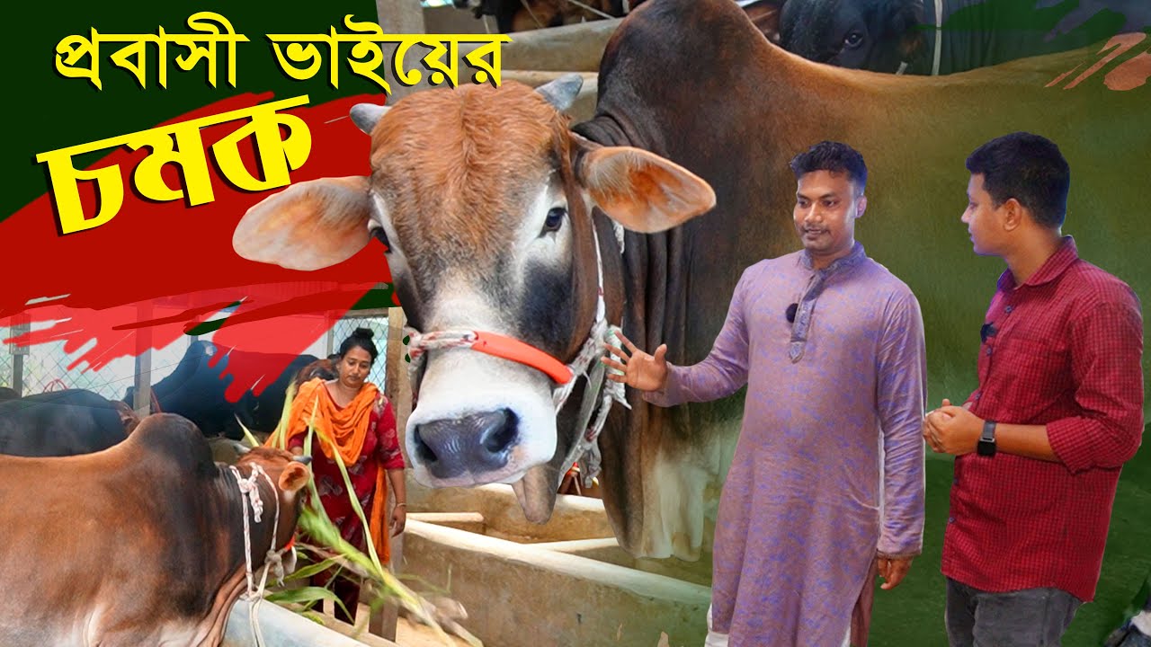 কোরবানির জন্য প্রস্তুত প্রবাসী ভাইয়ের শাহীওয়াল জাতের গরু | Gorur ...