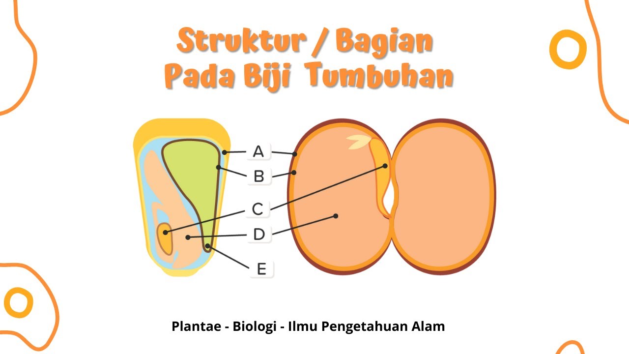 Struktur Biji Monokotil Dan Dikotil Beserta Fungsinya Materi Plantae