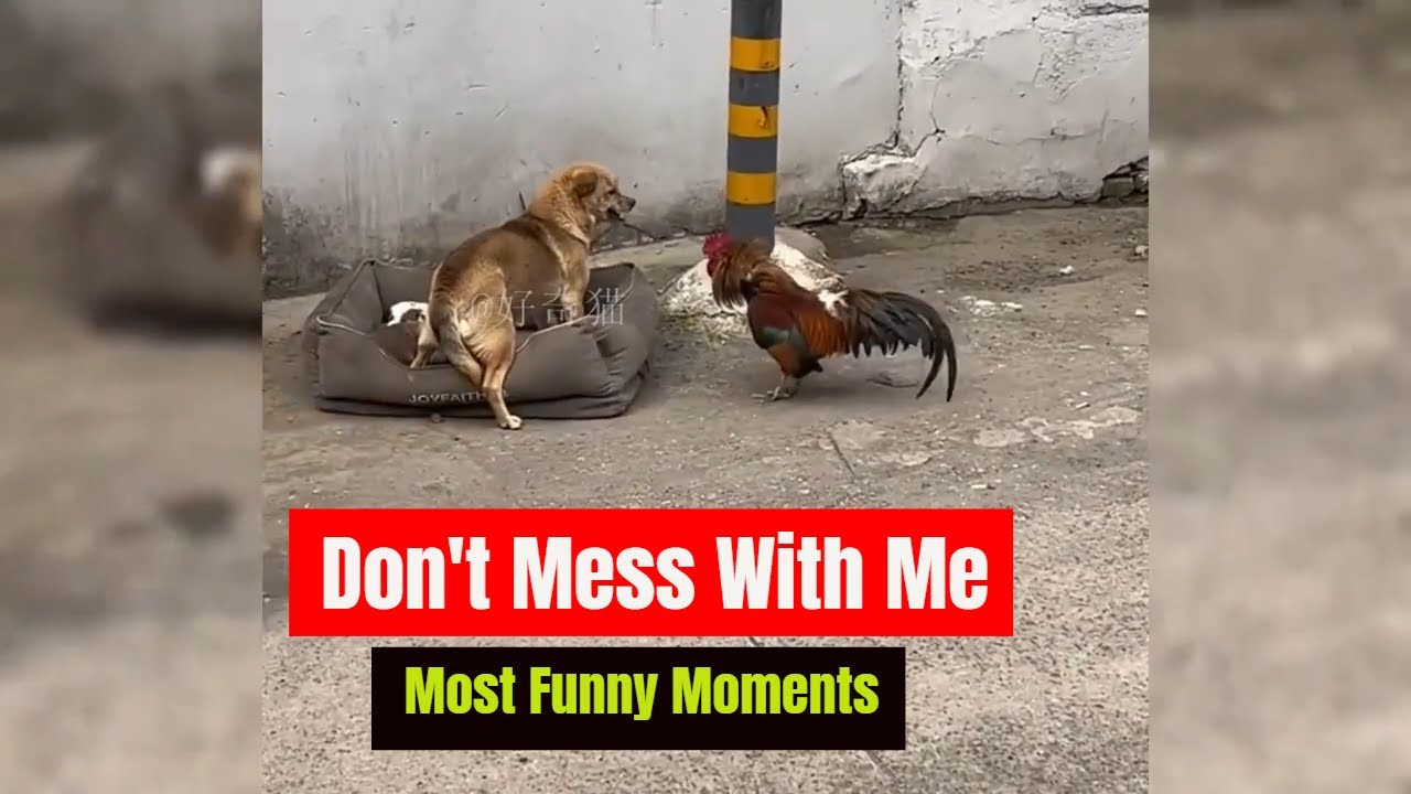 Animal mess with wrong Oponent | Most Funny | Caught on camera - YouTube