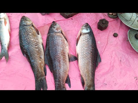 Amazing Cutting Skills | Giant Ritha Fish Cutting Skills By Expert ...