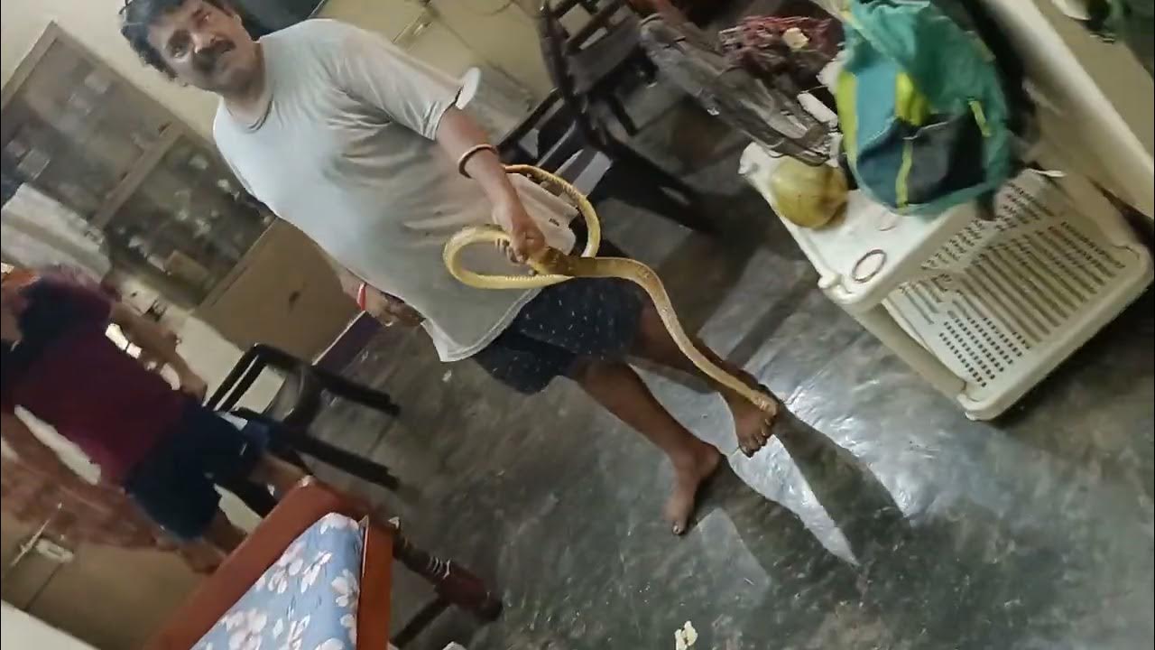 Poisonous Snakes in Vizag 2023 | Snake Catcher Vizag | Today Snake ...