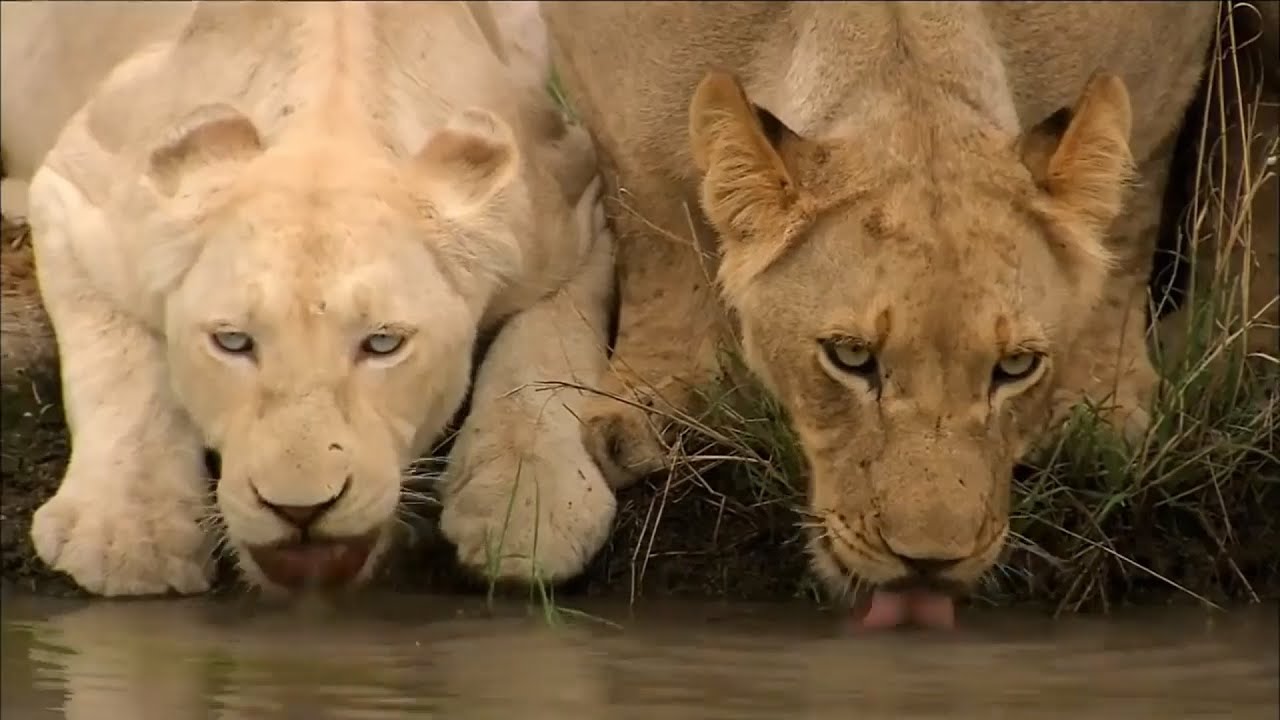 Animals lions video wildlife - the best national geography documentary ...