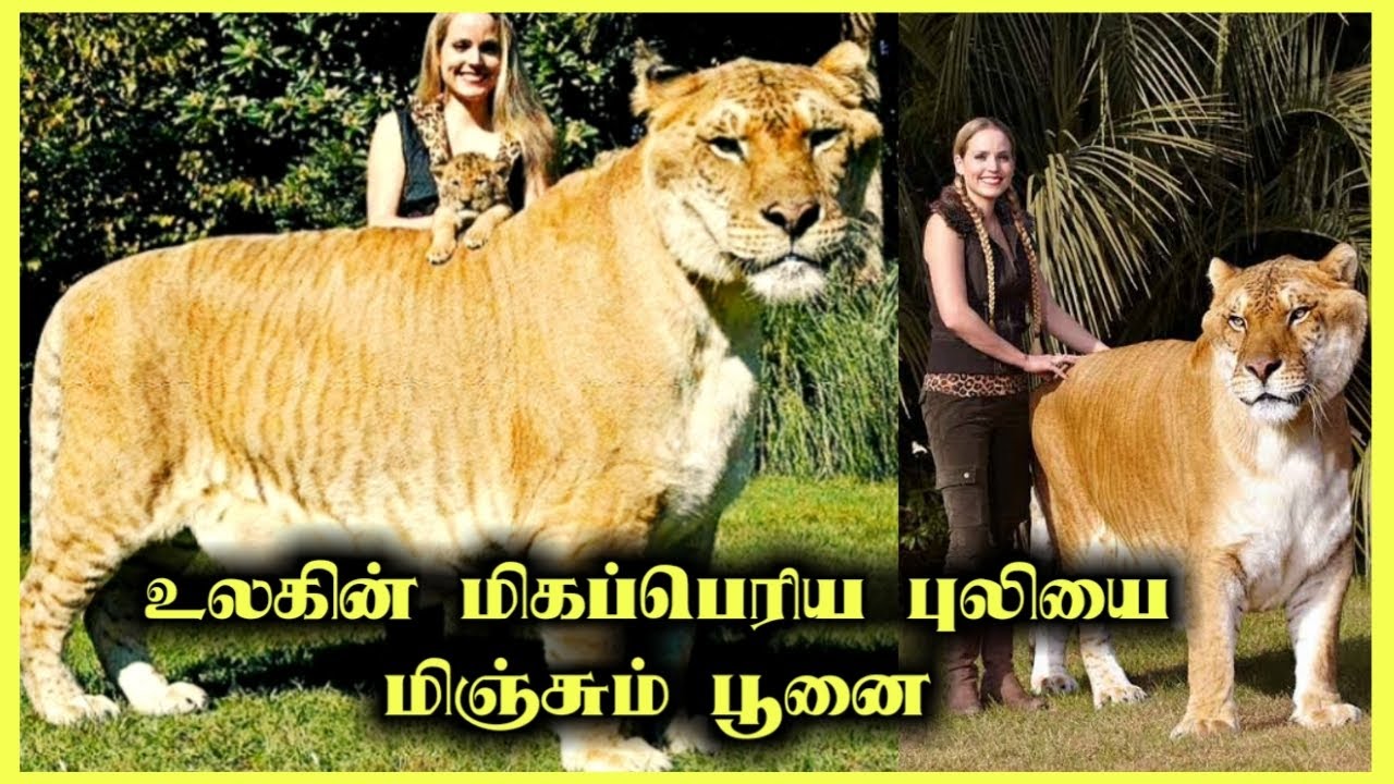 World Biggest Cat world-biggest-cat