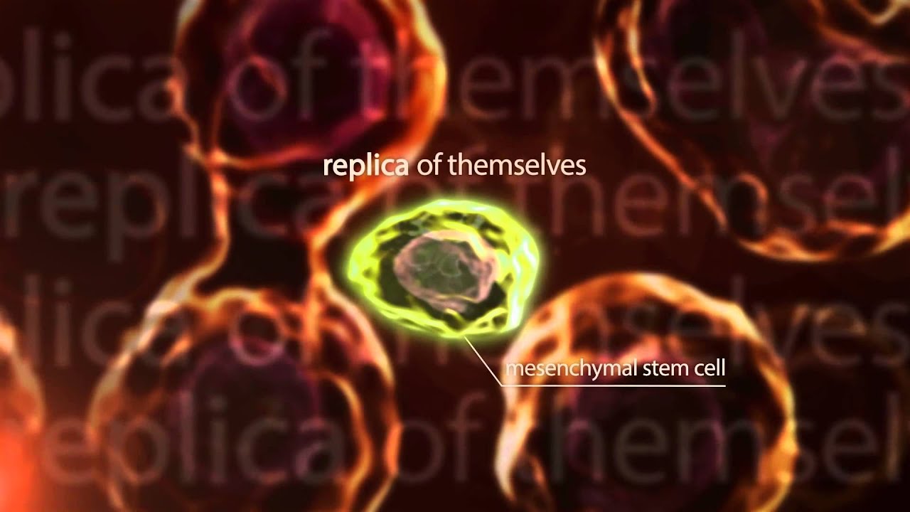 Stem Cell Animation ( phytoscience KSA ) - YouTube