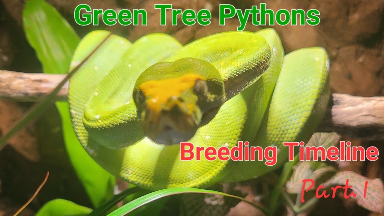 Green Tree Pythons Breeding Timeline - Part 1 - YouTube