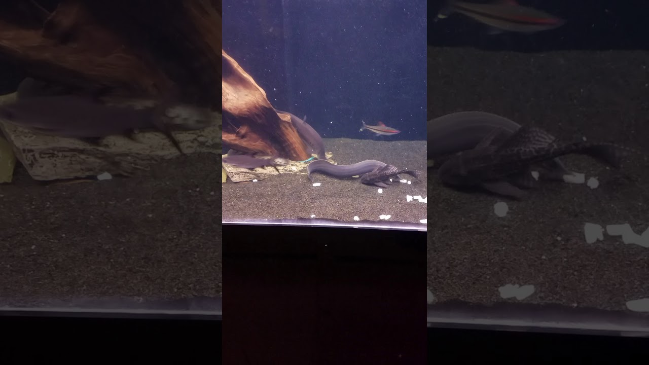 Large Fire Eels and Tire track eel feeding! - YouTube