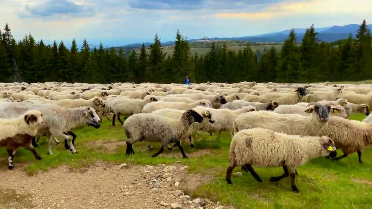 Mountain escape! (Varful lui Roman) - YouTube