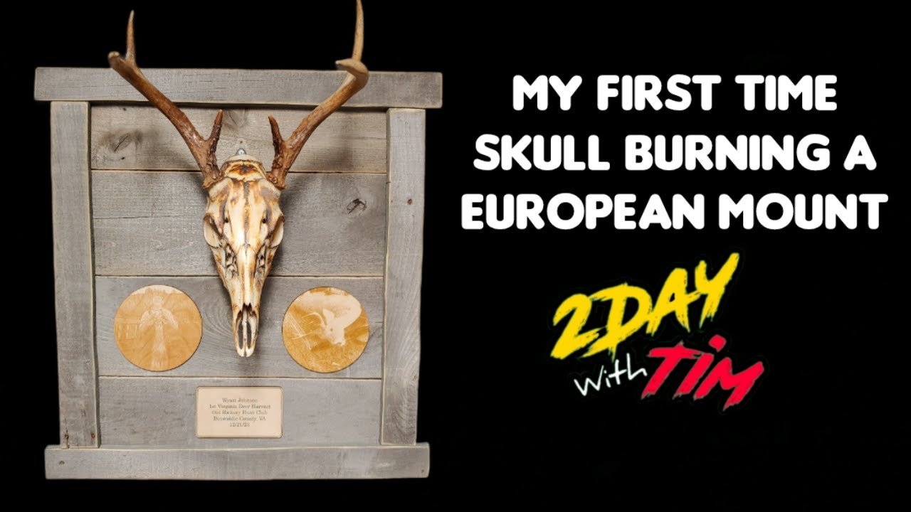 European Deer Skull Mount, Skull Burning, & Building a Rustic Display ...