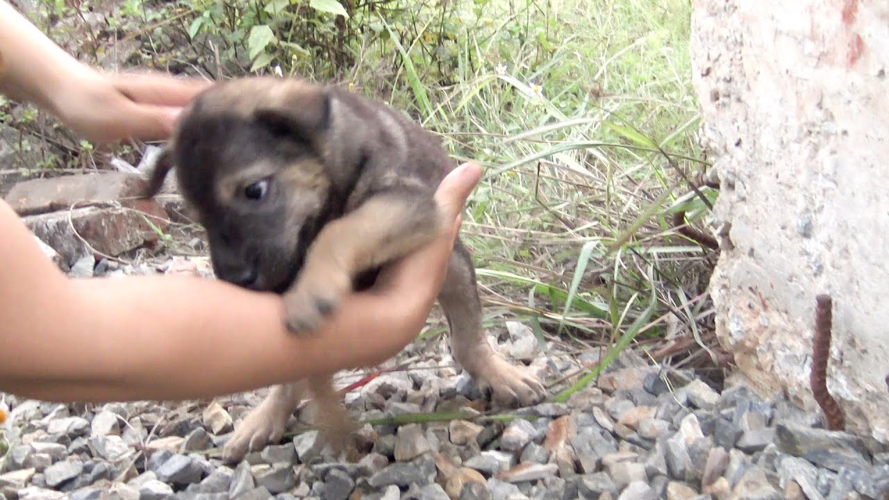 "Can you be my mother?" a little dog grabbed my hand begging for help ...