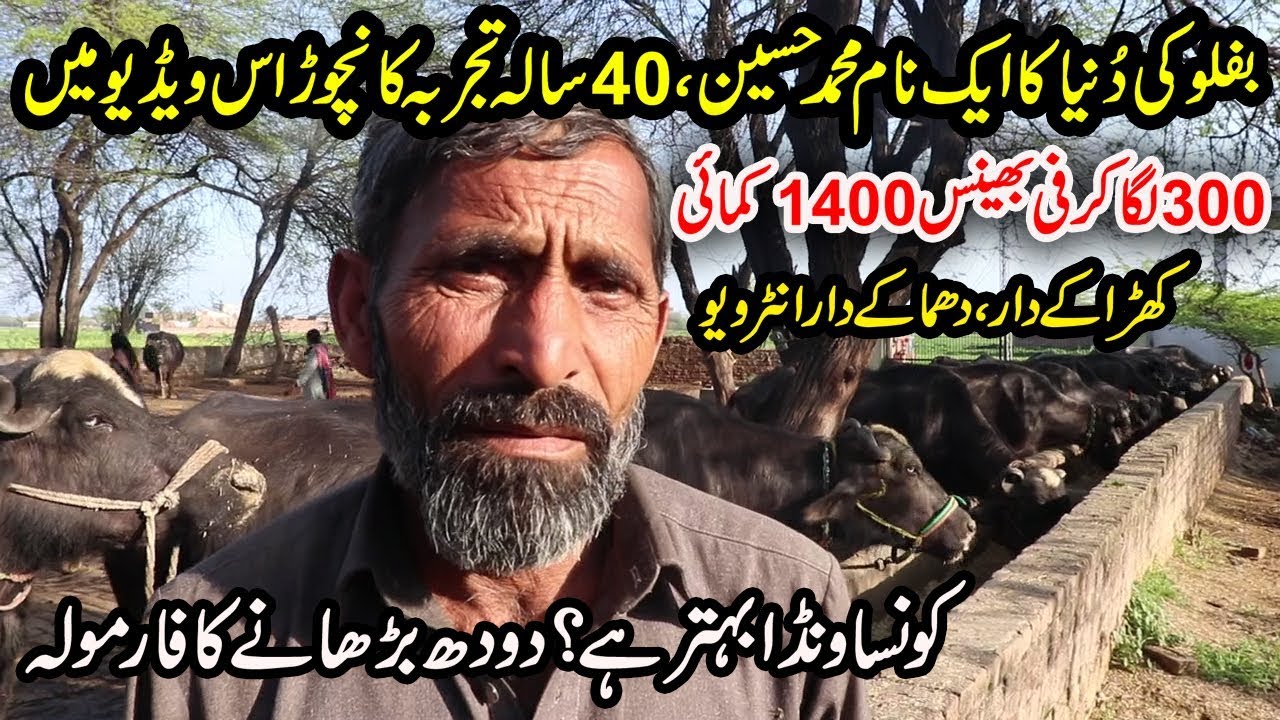 Muhammad Hussain Cattle Farm | A Name of Buffalo Farming in Pakistan ...